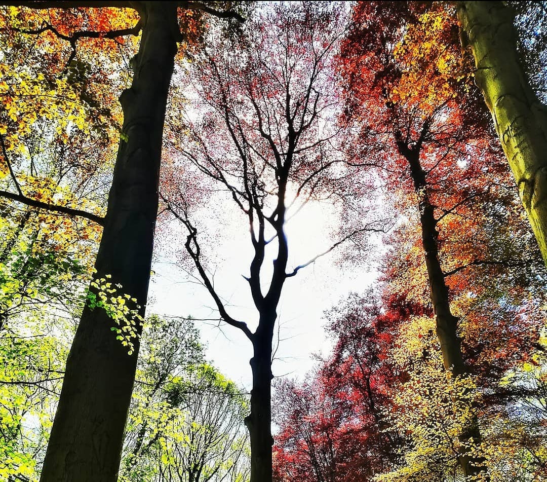 Natuurprikkels: Boom & Blad - KANNET